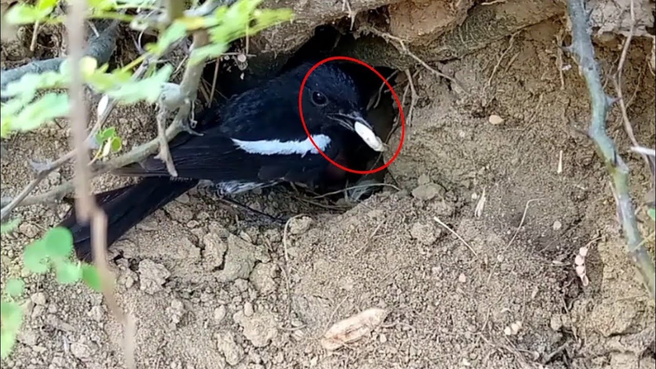 Familiar chat bird feeding her babies || Beauty of Nature - YouTube