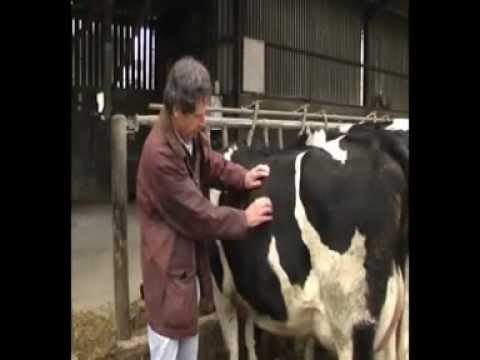 Examen du flanc gauche d'un bovin ruminant - YouTube