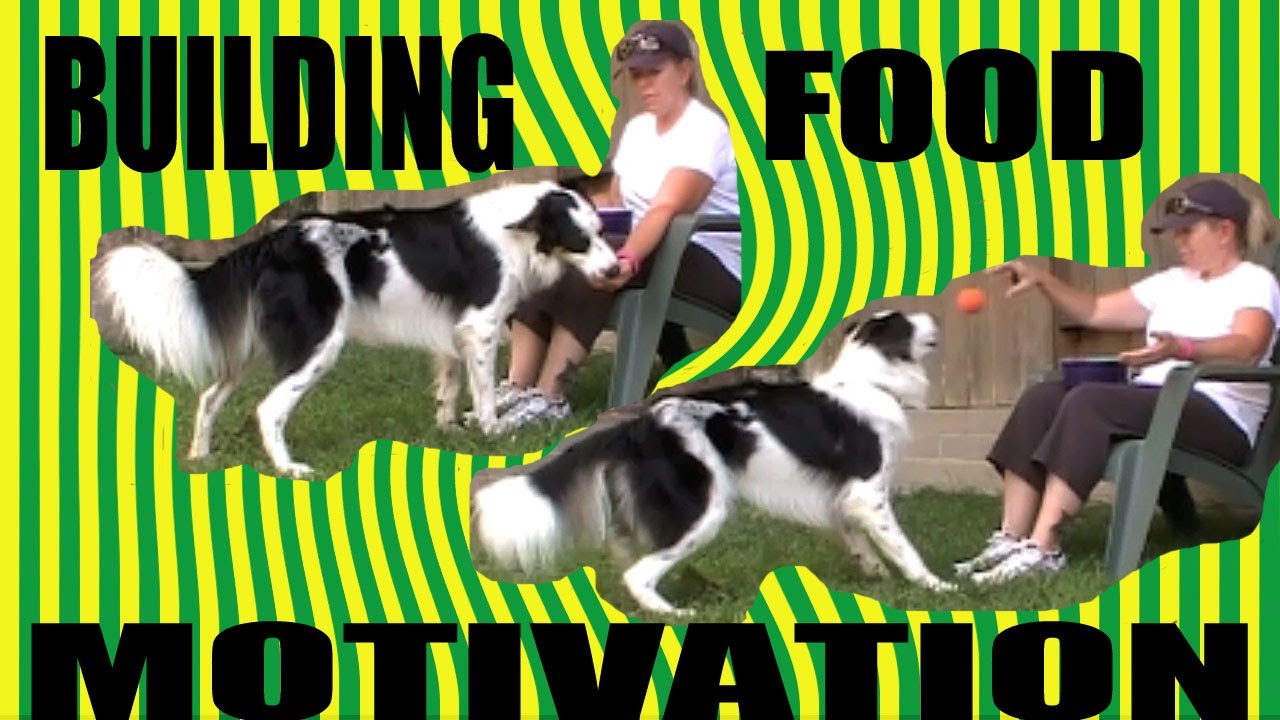 Building Food Motivation - Clicker Dog Training - YouTube