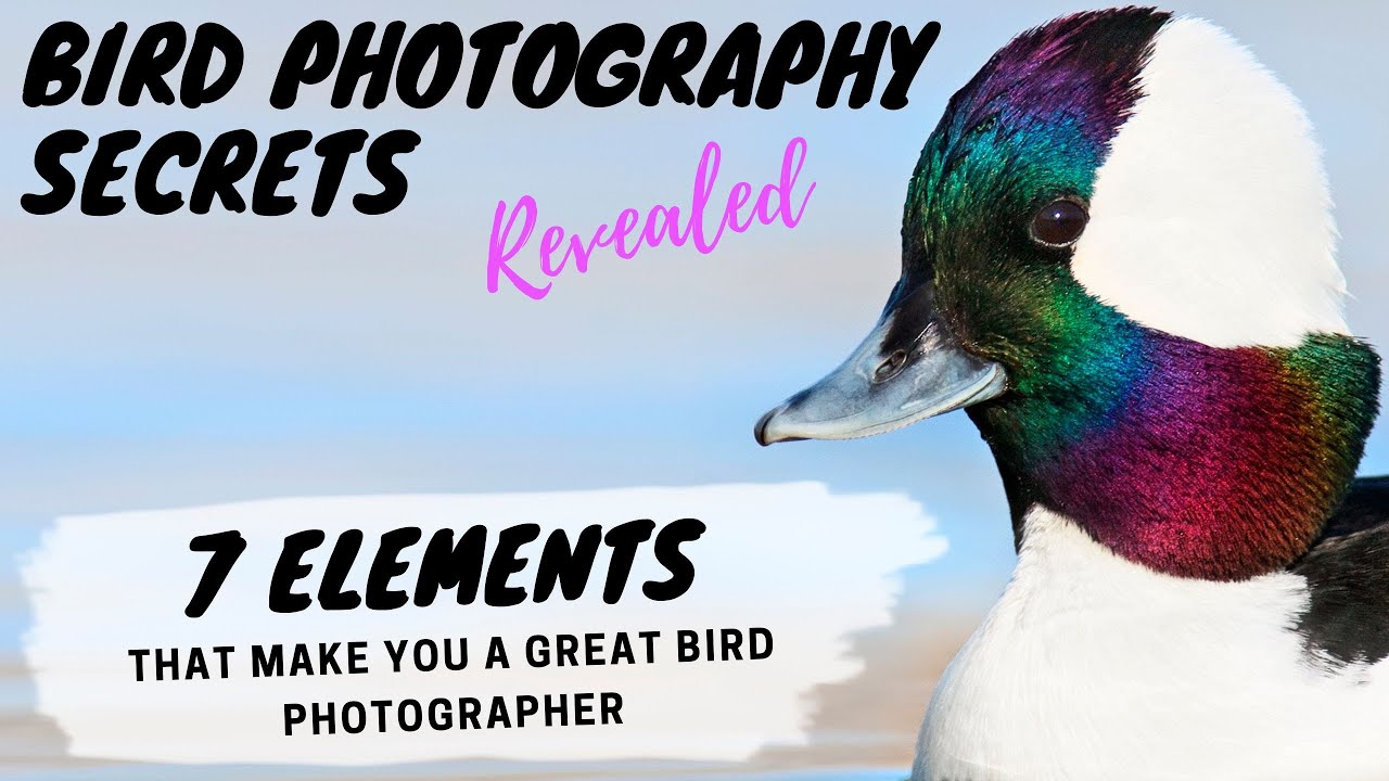 7 Elements that make you a great Bird Photographer - Bird Photography ...