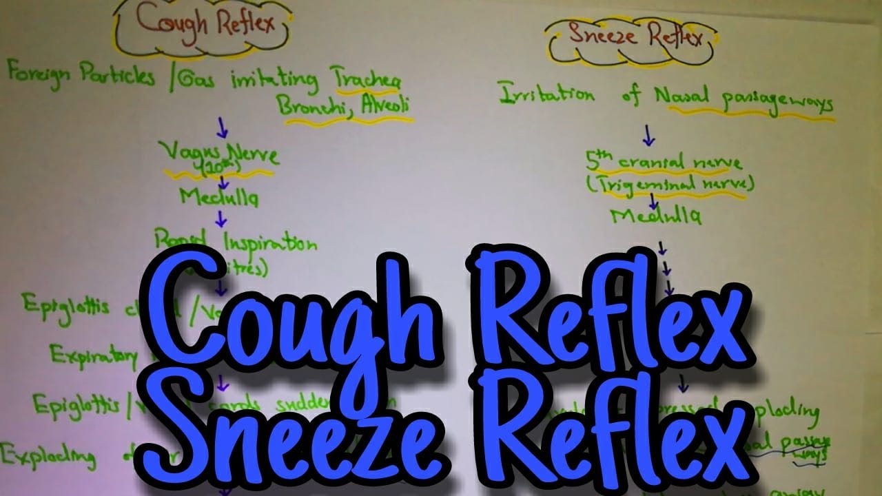 Cough reflex, sneeze reflex. Chapter 38 (part 10). Guyton and hall text ...