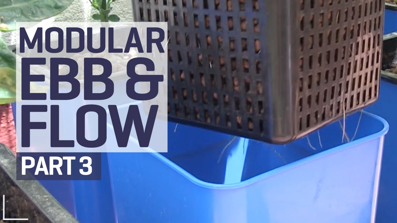 How to set up an Ebb & Flow / Flood & Drain Hydroponics Growing System ...
