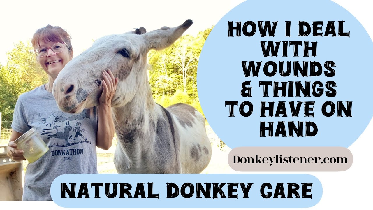 Donkey wound care items to have on hand. Must haves for my donkey herd ...