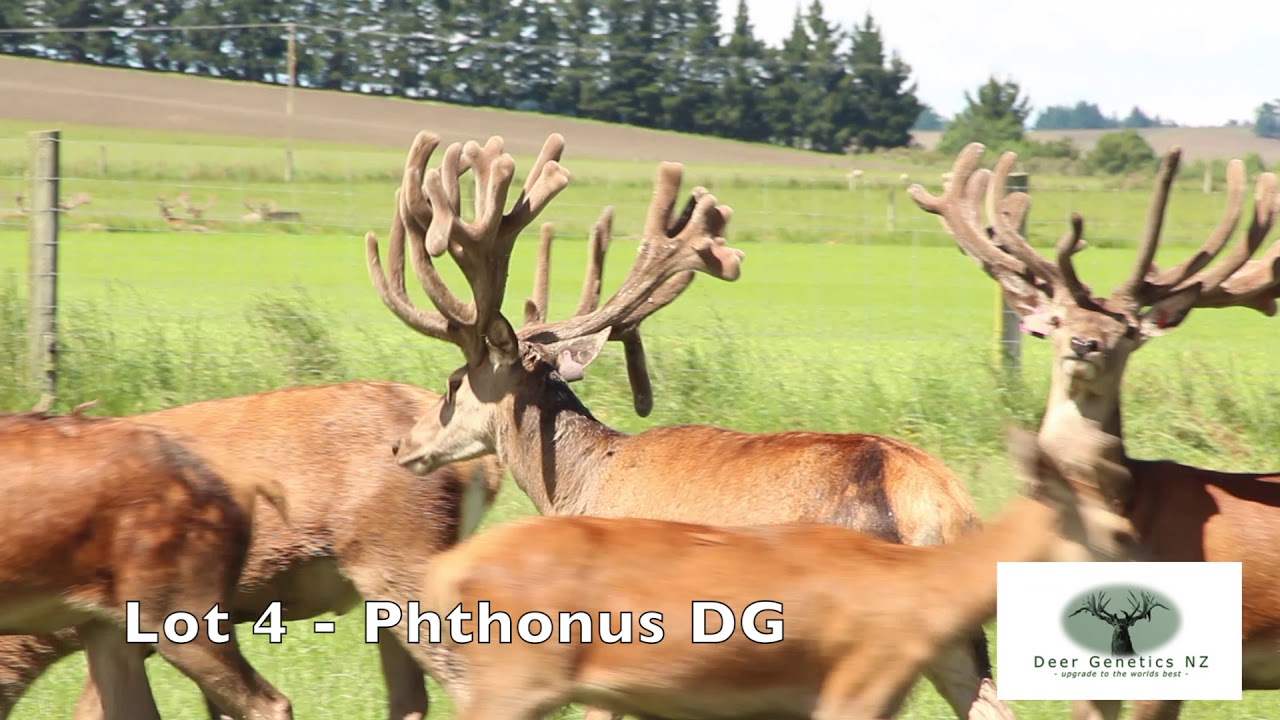 Lot 4 - Phthonus DG 2018 3yr Stag Sale Deer Genetics NZ Ltd - YouTube