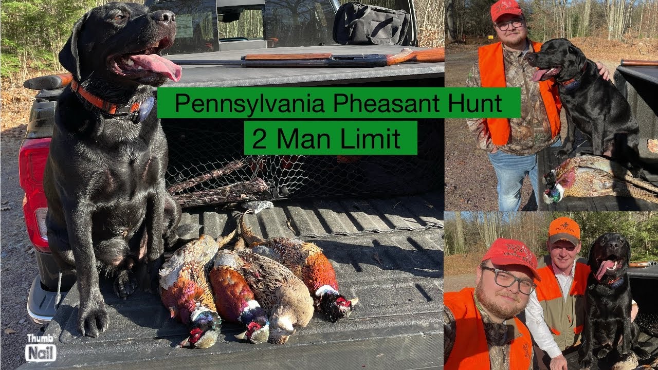 Pennsylvania Pheasant Hunt ( 2 Man Limit!!! ) - YouTube