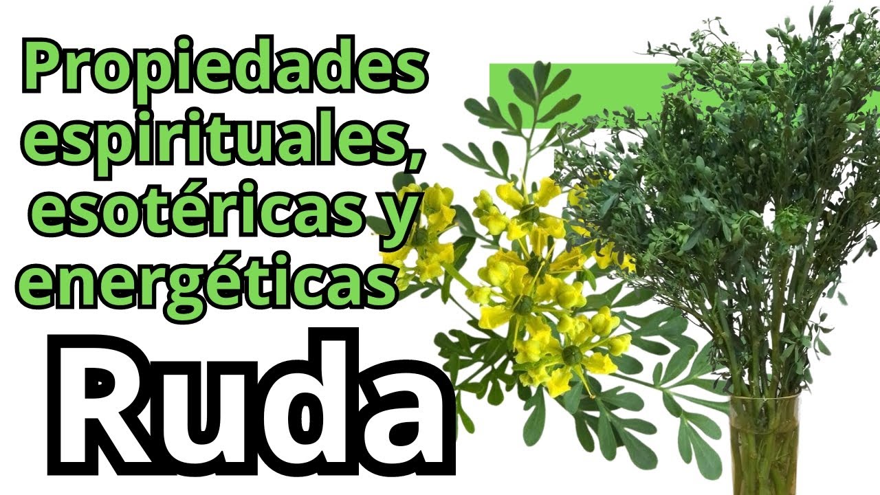 Propiedades espirituales, esotéricas de la ruda Usos de la ruda como ...