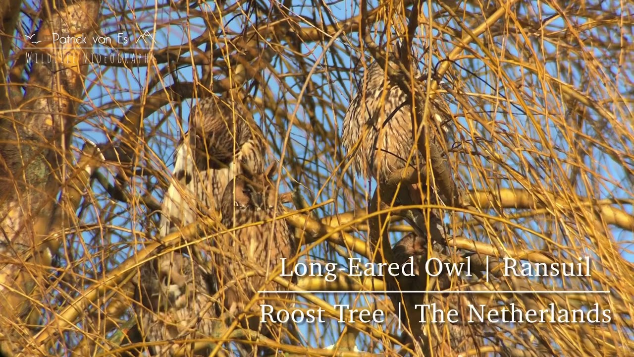 Long-Eared Owl | Ransuil Roost Tree | The Netherlands - YouTube