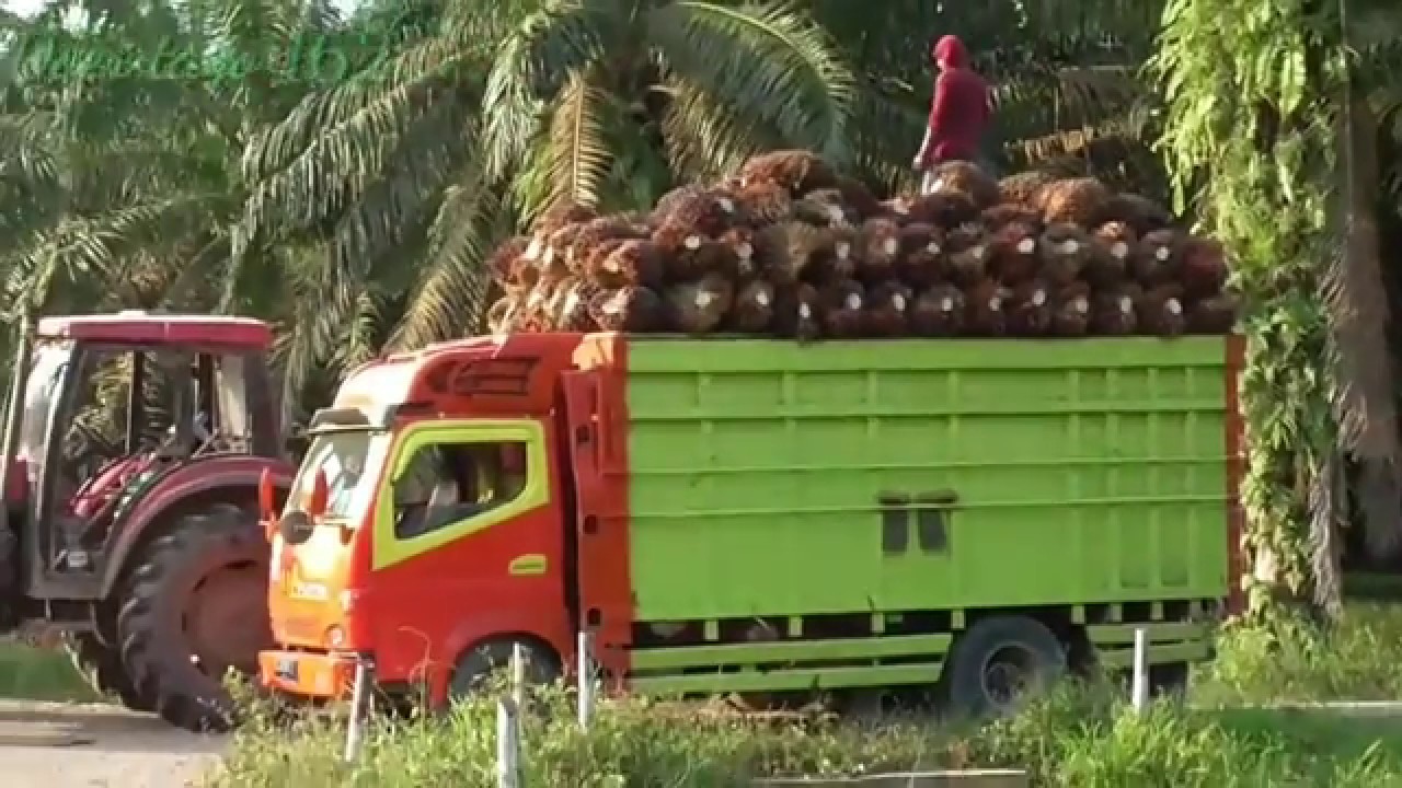 Angkut buah sawit !!! mobil angkutan buah sawit!!! - YouTube