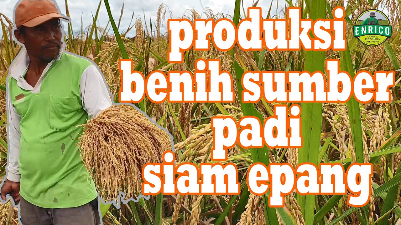 PRODUKSI BENIH SUMBER SIAM EPANG | PETANI PENANGKAR BENIH | - YouTube