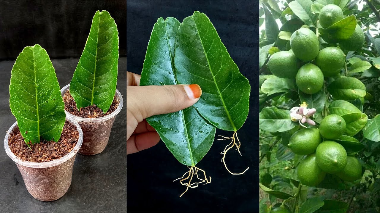 How to grow lemon trees from lemon leaves - With 100% Success - YouTube