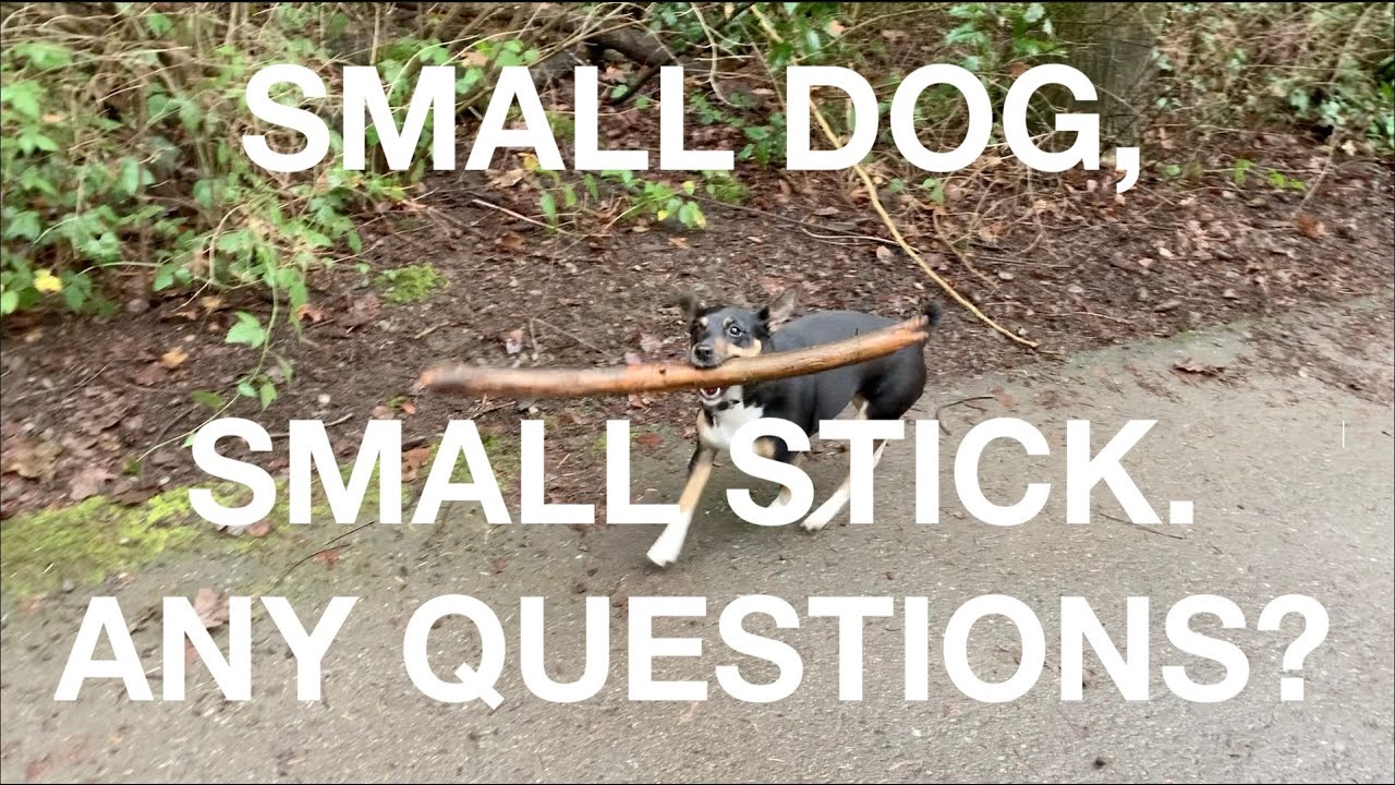 Episode 148 | A Tiny Dog with a Stick | Cute Dog Video - YouTube