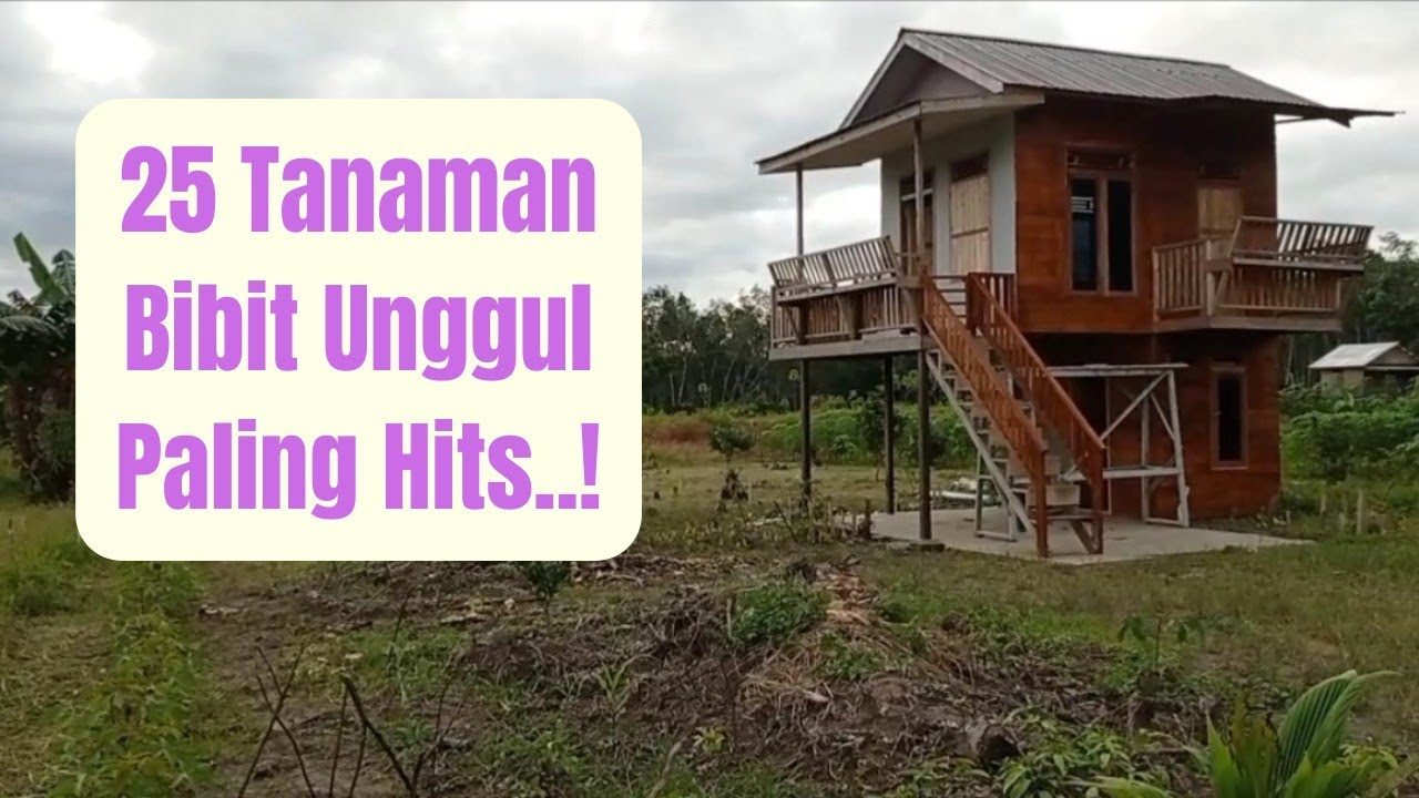 25 tanaman bibit unggul di halaman Rumah Kayu / Rumah kebun / Pondok ...