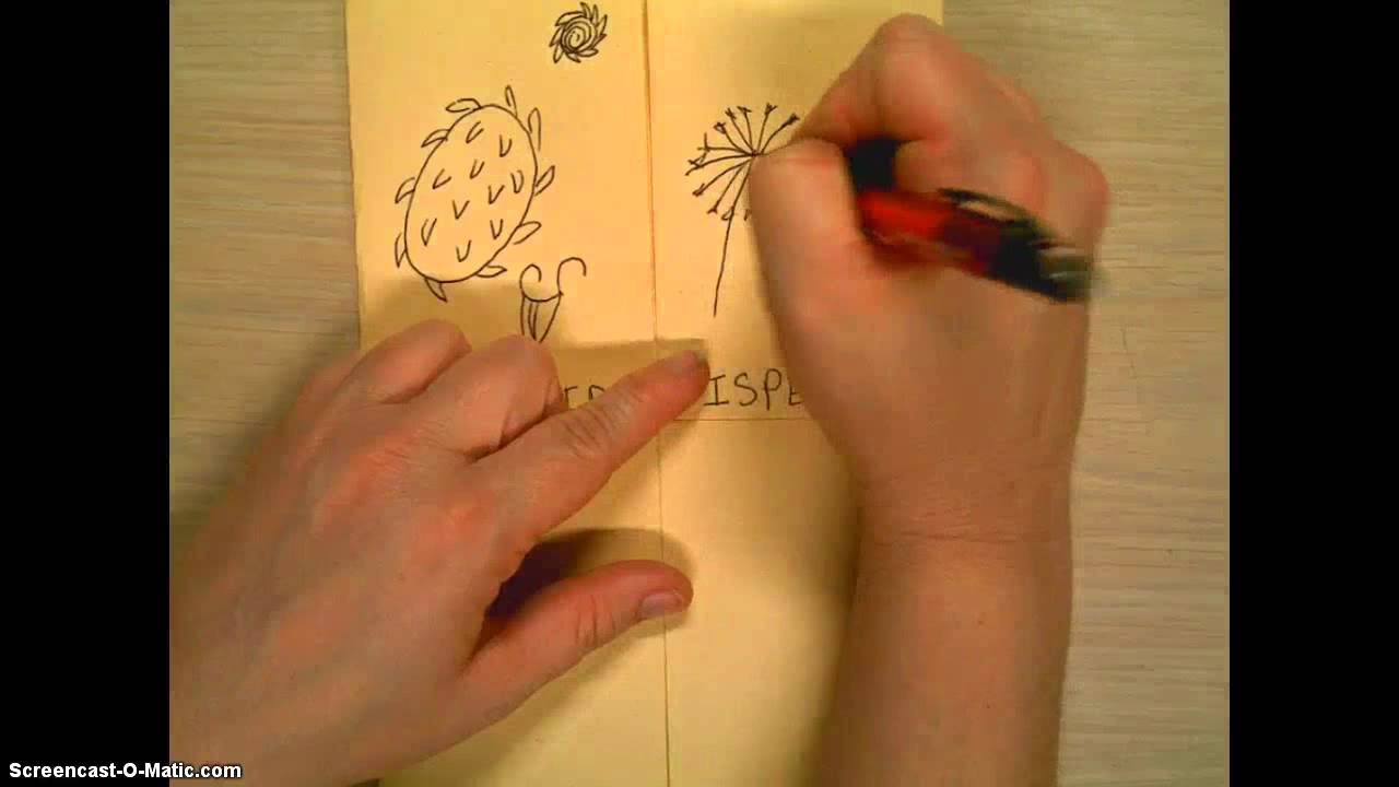 Seed Dispersal Foldable - YouTube