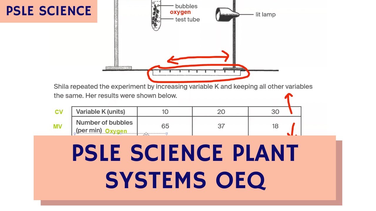 How to Tackle Plant Systems Questions (TTA PSLE Science Ep 7) - YouTube