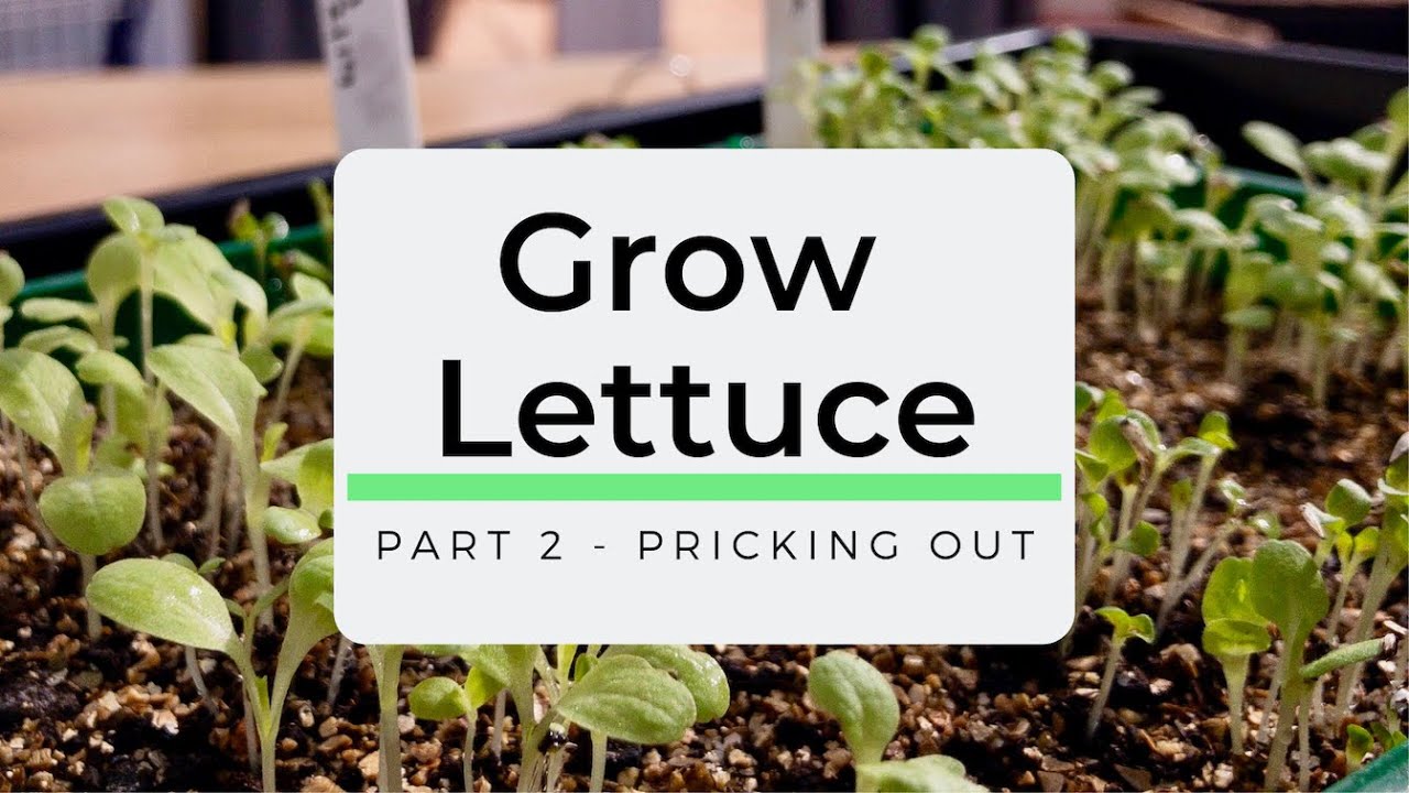 How to Grow Picking Lettuce - Part 2 - Pricking Out Lettuce Seedlings ...
