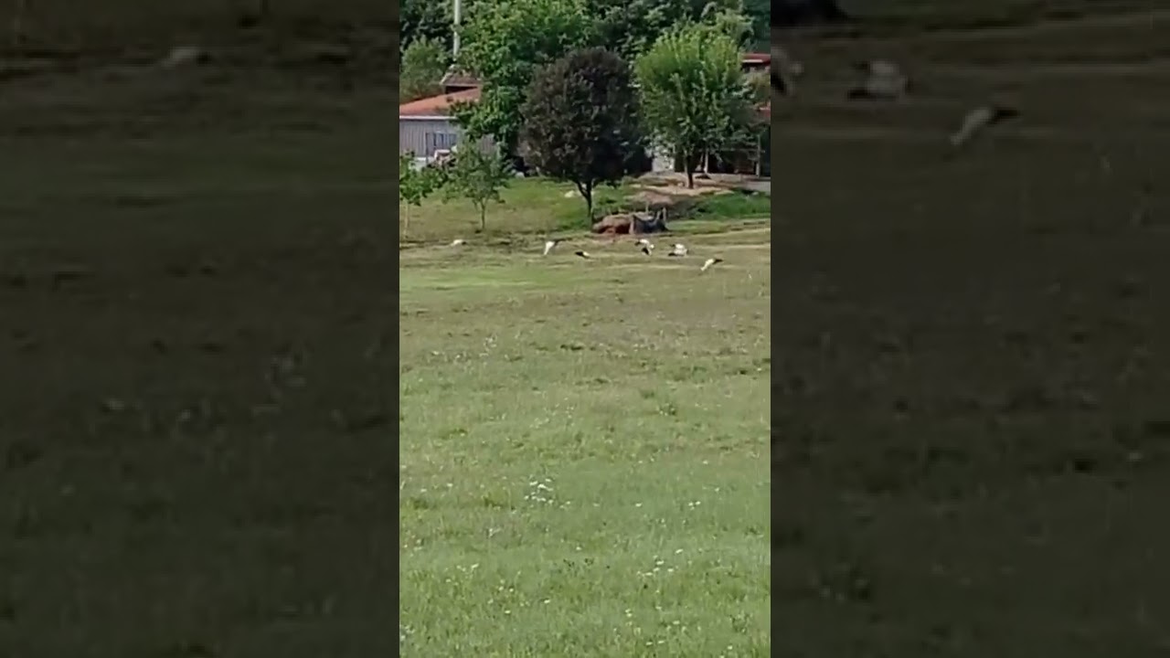 Vratile se rode - YouTube