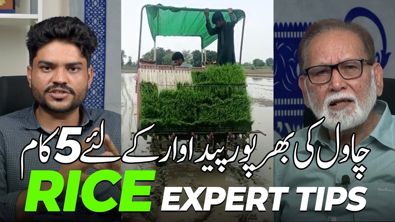 Mastering Rice Cultivation: Expert Tips and Mistakes to Avoid ft. Mr ...