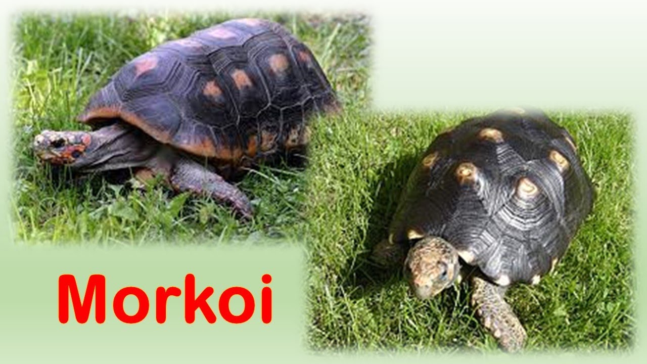 MORKOI/ REFLEKSHON DI DIA - YouTube