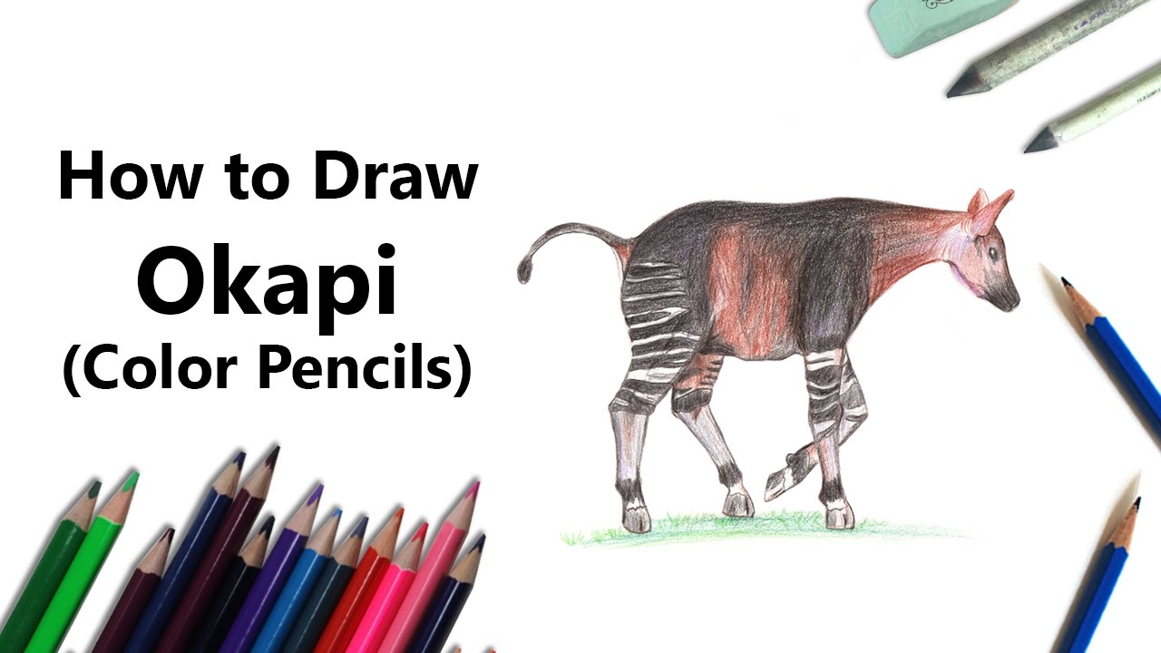 Okapi Drawing