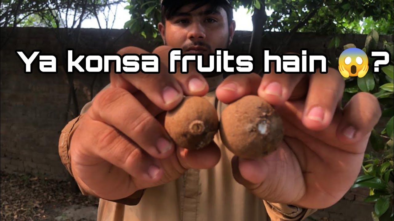 Ya fruits abhi sahi sa pakka nahi/Usman tree pr char gaya🤣 - YouTube