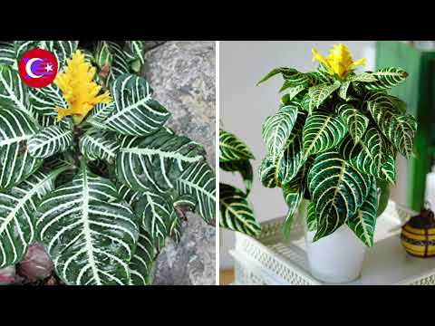 Zebra Çiçeği Bakımı Nasıl Yapılır