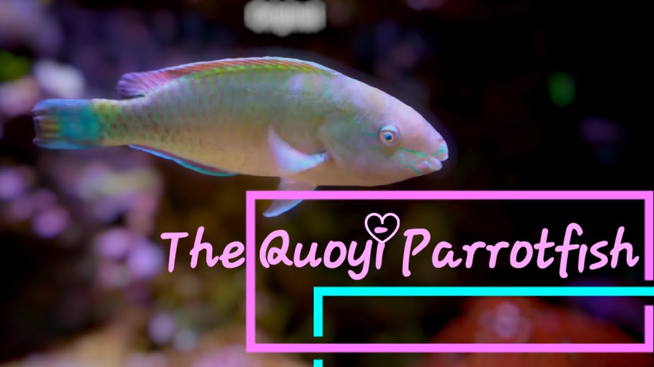 Reefing 70: The Quoyi Parrotfish in the Planet Aquariums Mega Matrix ...