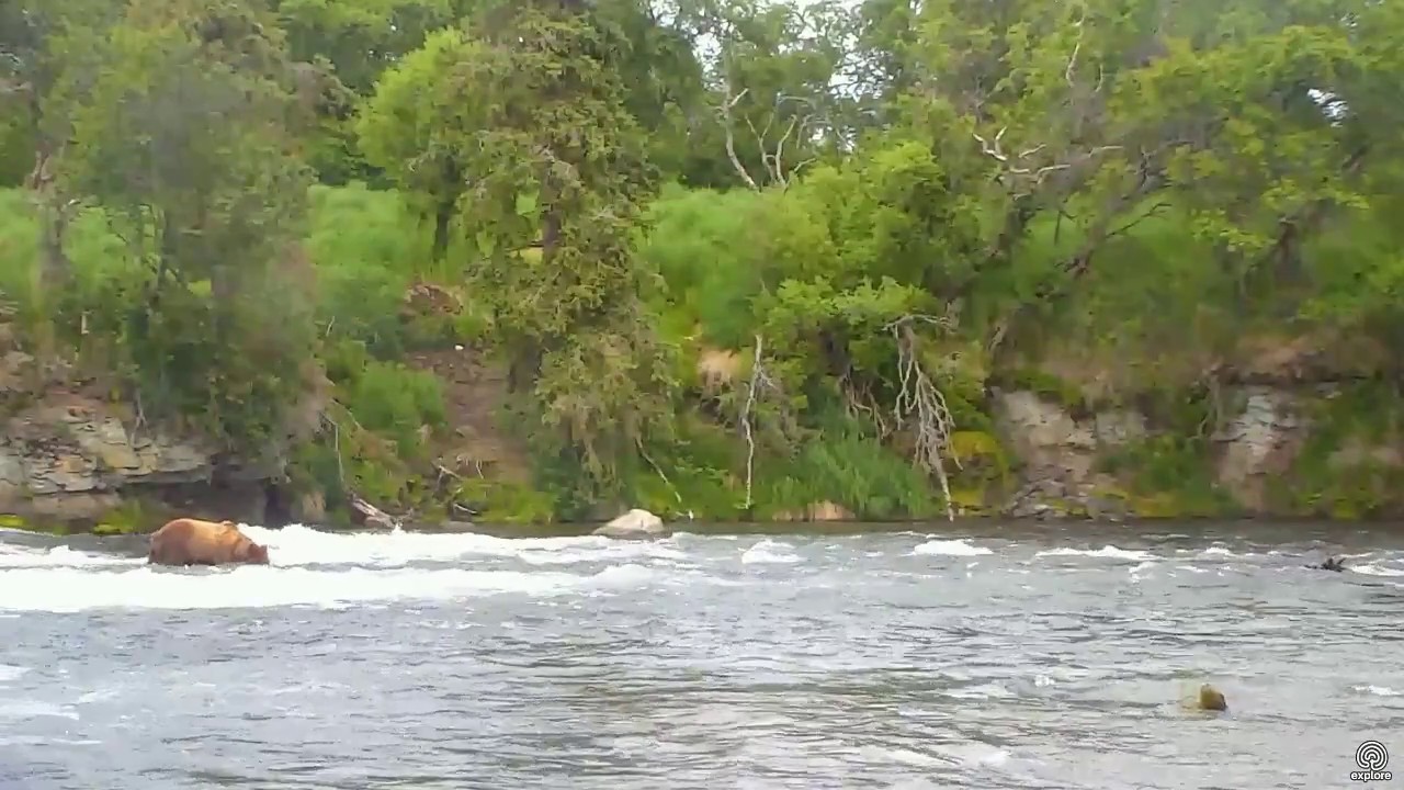 151 Walker at Brooks Falls 2018-06-21 - YouTube