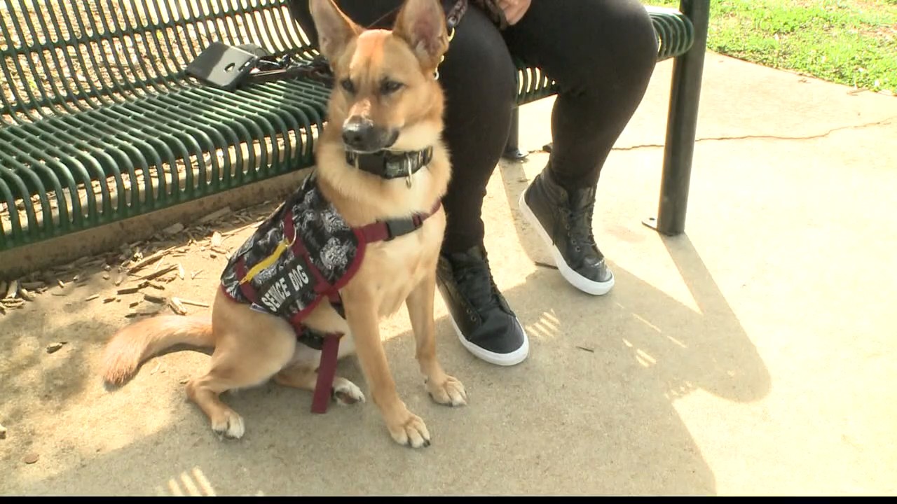 Girl graduates with service dog by her side - YouTube