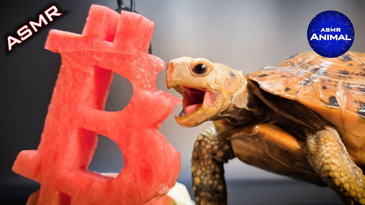 ASMR Mukbang Eating BITCOIN ₿ Turtle Tortoise 77 - YouTube