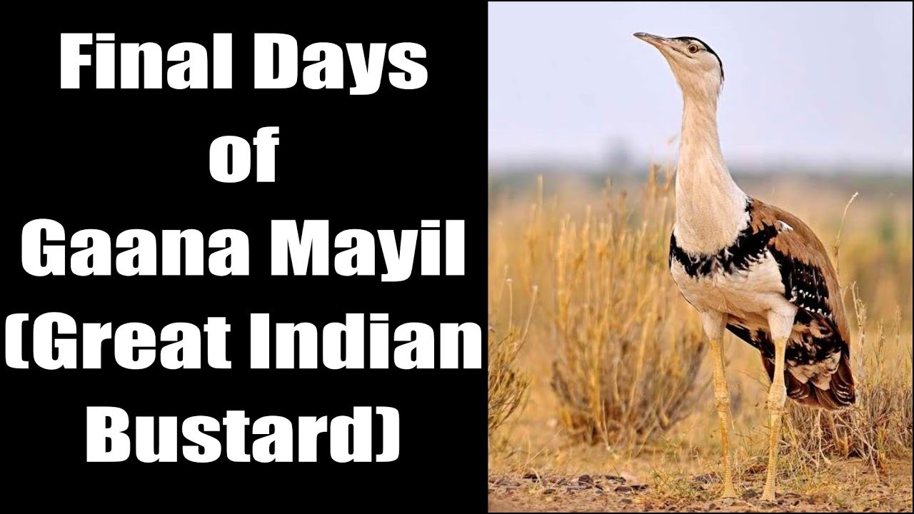 The Great Indian Bustard Gaana Mayil Tamil Scientific Indian the-great-indian-bustard-gaana-mayil-tamil-scientific-indian