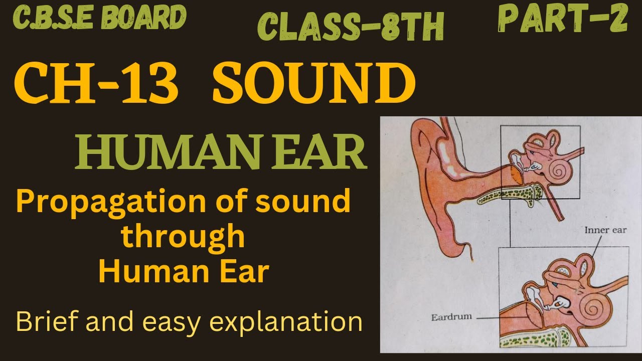 Human Ear |Class-8th Science |Brief explanation in easy language | CBSE ...