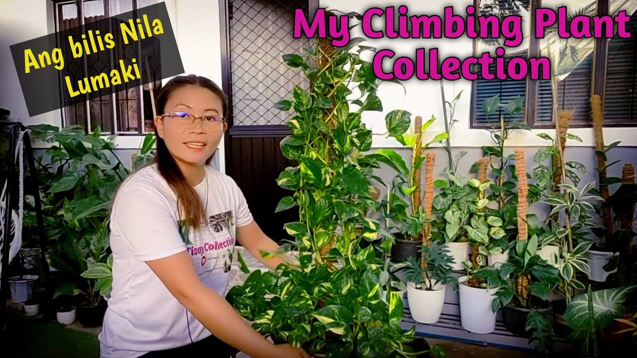 Ang bilis Nila Lumaki my Vining/CLIMBING PLANTS Collection - YouTube
