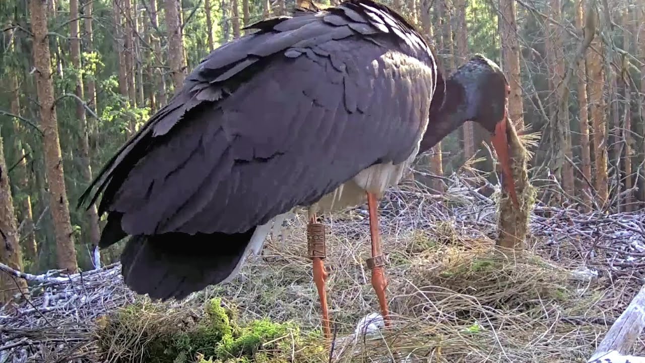 Must-toonekurg~🥰Kaia swallows the dry big pike for preparing it as food ...