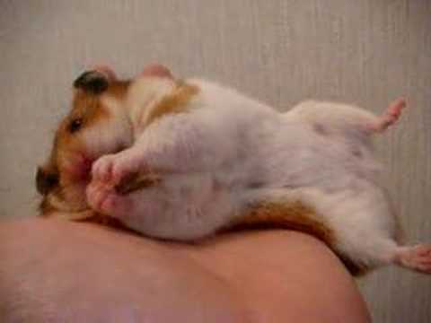 syrian hamster "sea-chan" #13 - YouTube