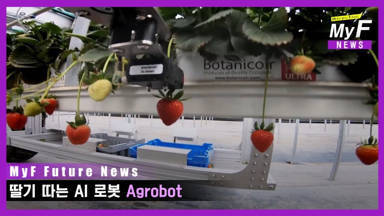 딸기 따는 AI 로봇 'Agrobot' - YouTube
