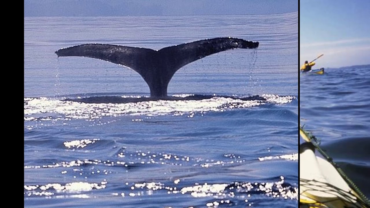 Modern Whale Hunters - YouTube