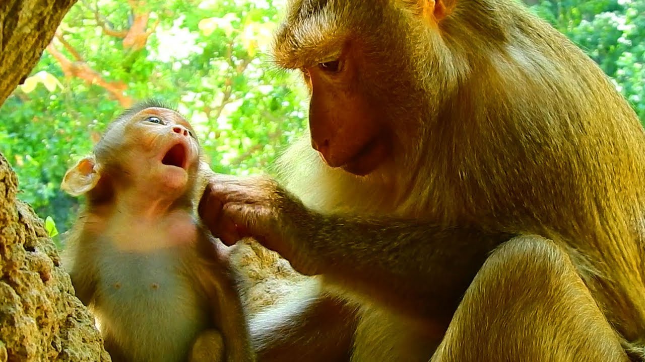 Lovely Ashley grooming for Maci make Maci feel wonderful / Monkey Post ...