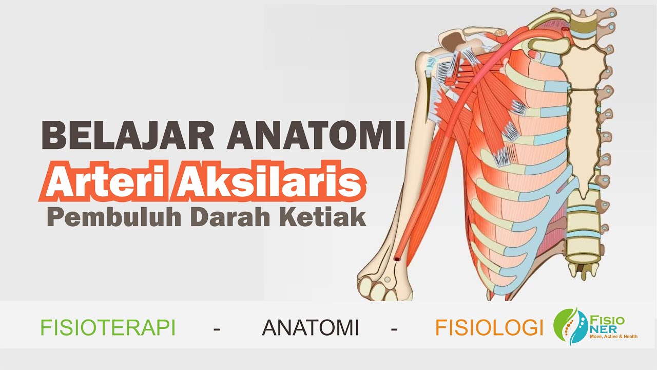 Belajar Anatomi - Arteri Aksilaris (Pembuluh Darah Dibawah Ketiak ...