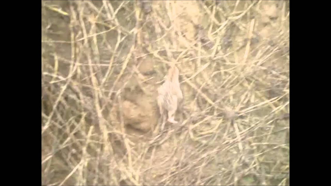 Crías de Perdiz en Lachay - YouTube