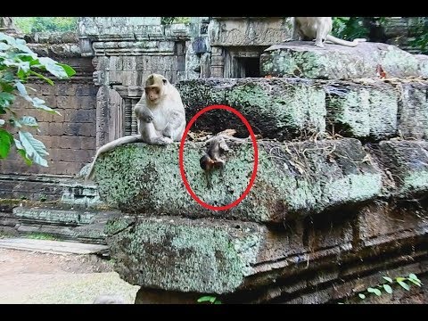 Oh No! Be Careful So High! What Will happen on Baby monkey Aiden? - YouTube