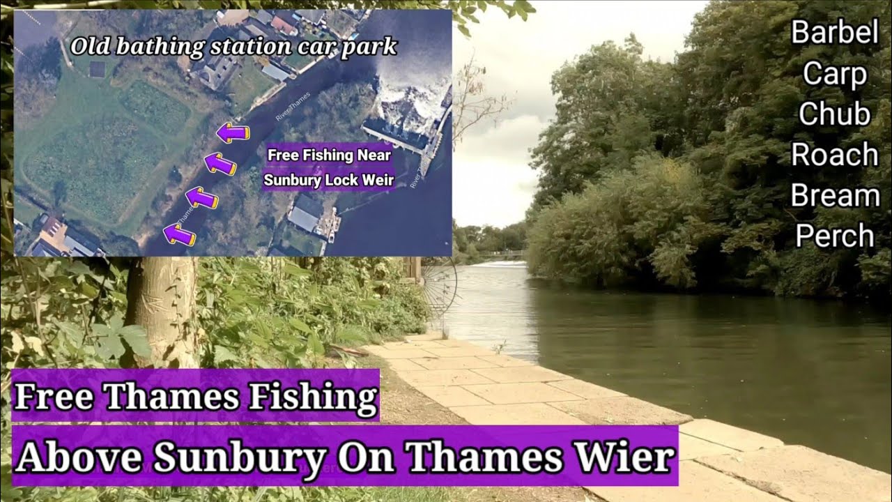 Free River Thames Barbel Carp Roach Bream & Perch Fishing Close To Your ...