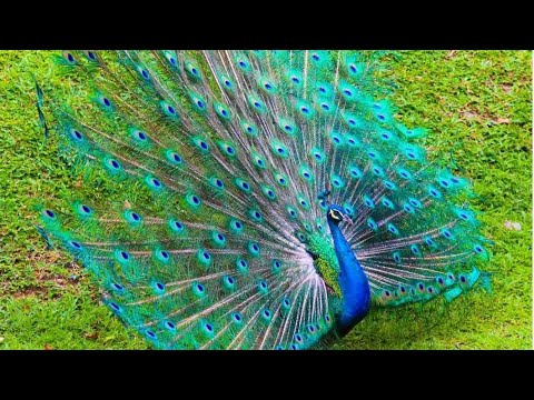 How to Peacock Dance Video /Beautiful Peacock opening feather |🦚# ...