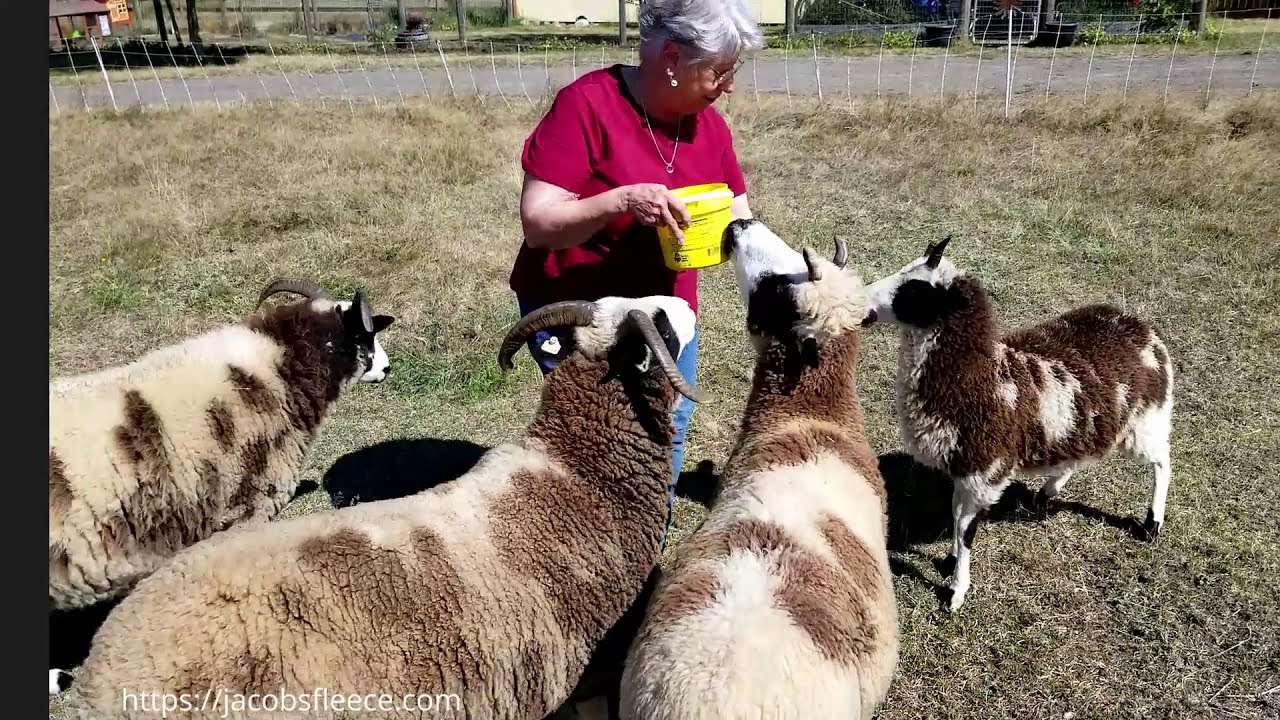 Jacobs' Fleece Farm - YouTube