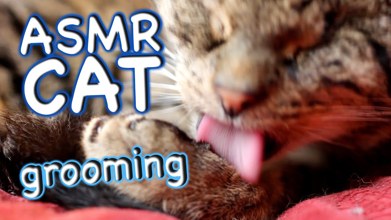 ASMR Cat - Grooming #19 - YouTube