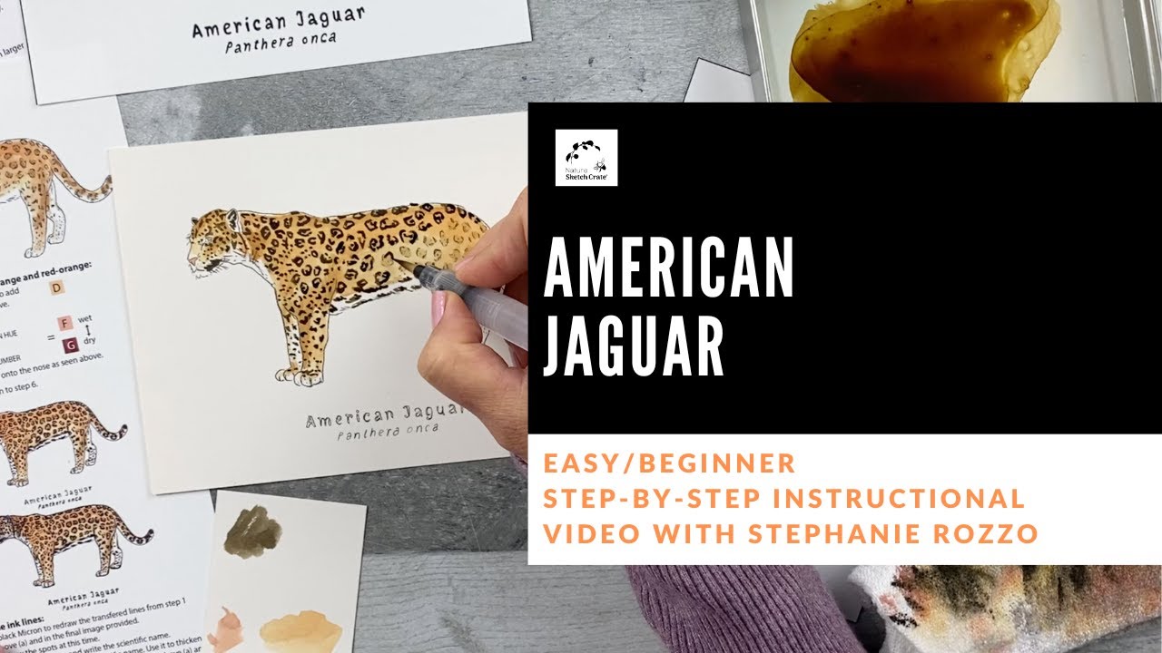 Easy jaguar watercolor tutorial: EASY/beginner.Nature Sketch Crate step ...