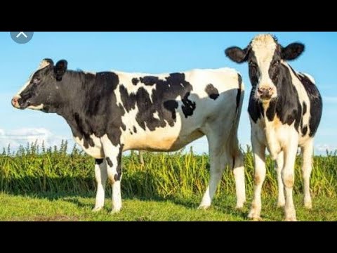 Cow For Kids cow Dance 2020 cow mooo mooo sound - YouTube