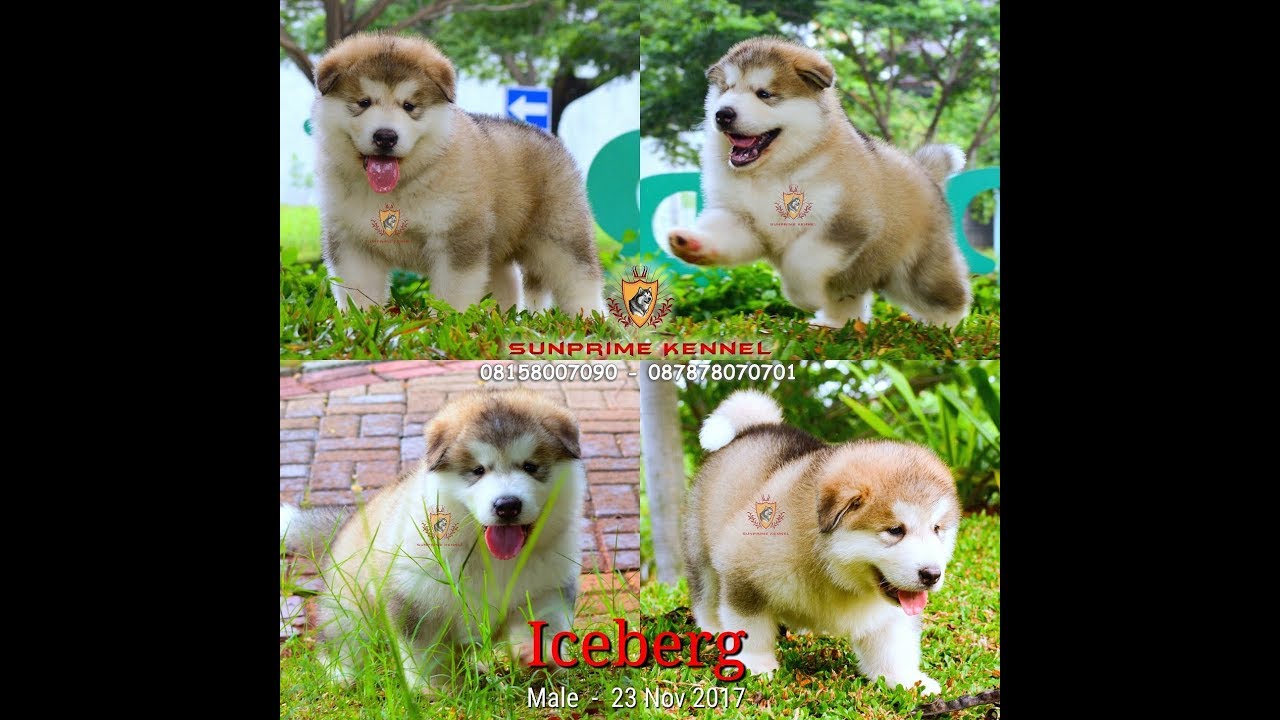 Alaskan Malamute Puppy for sale - "ICEBERG" Male DOB : 23 November 2017 ...
