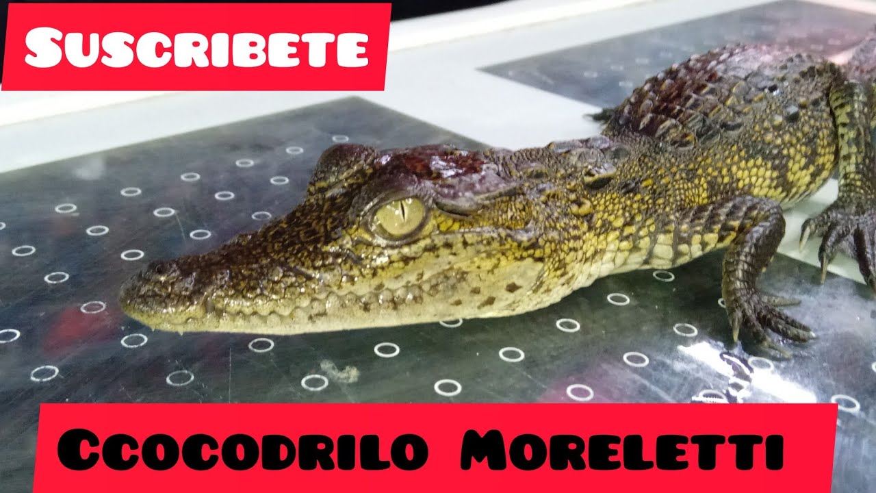 Cocodrilo Moreletti cuidados básicos - YouTube