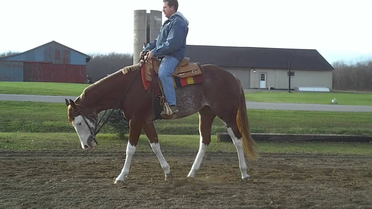 2009 All Time Fancy APHA all around filly "At A All Time High" *SOLD ...