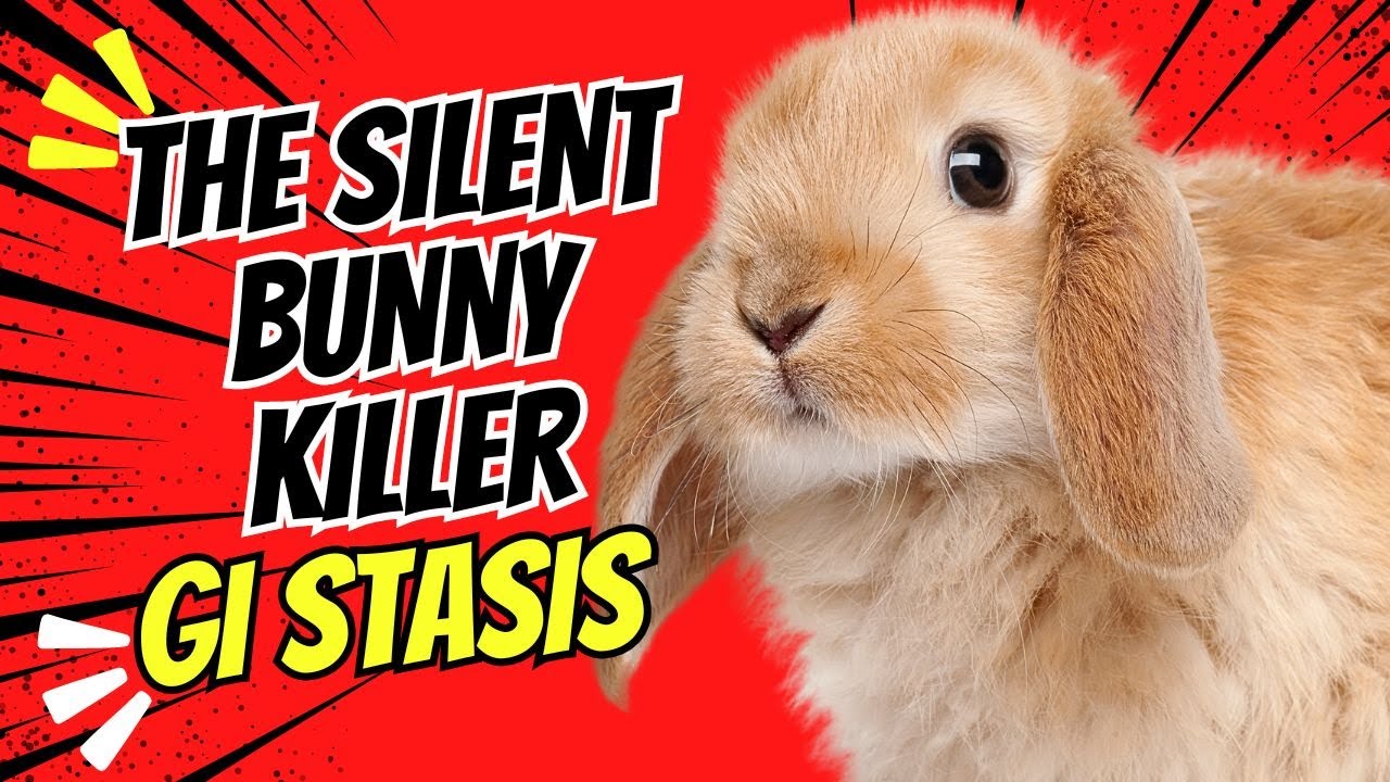 Understanding GI Stasis in Rabbits: Essential Care Tips - YouTube